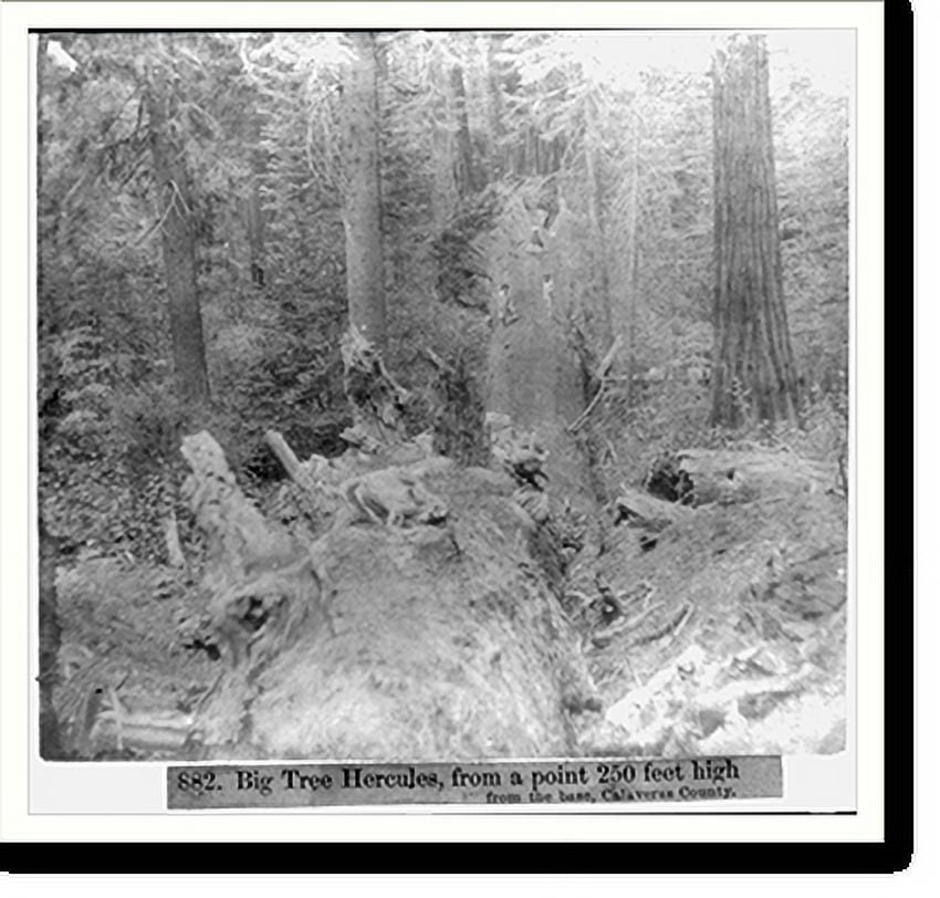 Historic Print, Big Tree Hercules, from a point 250 feet high from the ...