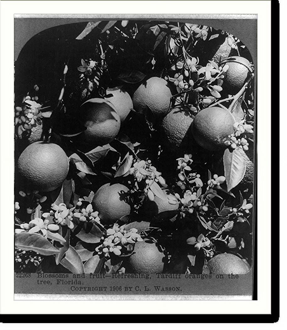 Historic Print, Blossoms and fruit-refreshing, Tardiff oranges on the ...