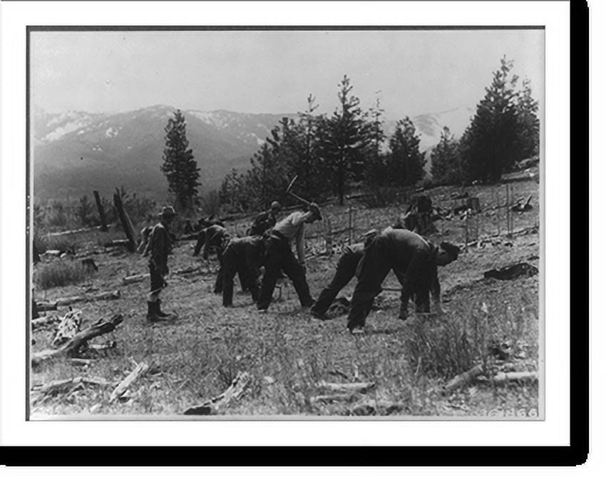 Historic Print, [CCC - Civilian Conservation Corps planting tree ...
