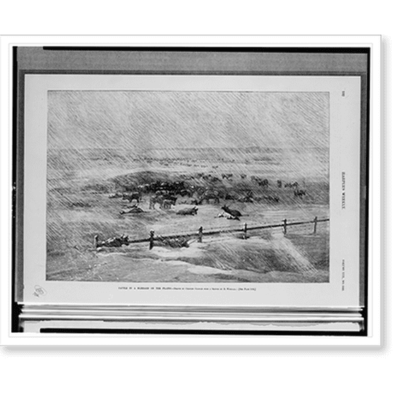 Historic Print, Cattle in a blizzard on the plains.drawn by Charles ...