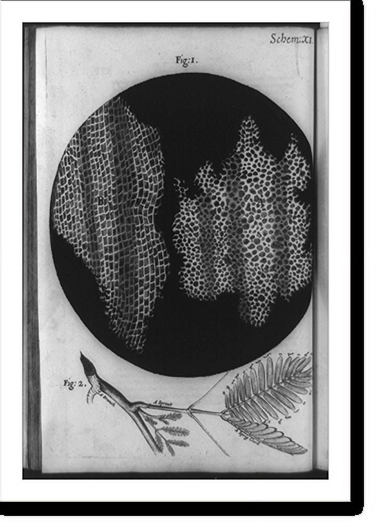 Historic Print, [Cellular structure of cork plant and cells of a ...