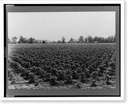 Historic Print, Check row planted cotton. Touchberry Plantation ...