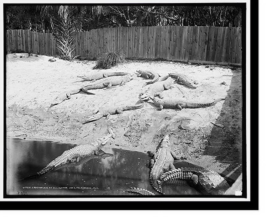 Historic Print, Crocodiles [i.e. alligators] at Alligator Joe's, Palm ...