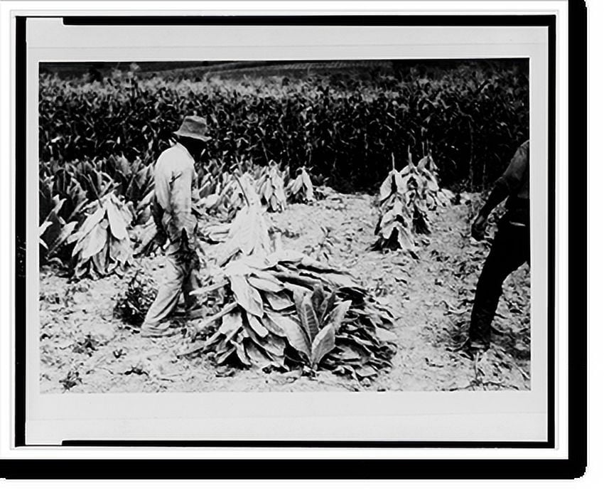 Historic Print, Cutting Burley tobacco and putting it on sticks to wilt ...