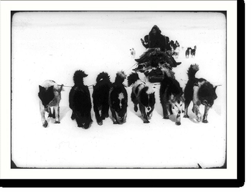 Historic Print, [Dogs pulling sled, Cook polar exploration, 1891-1910 ...