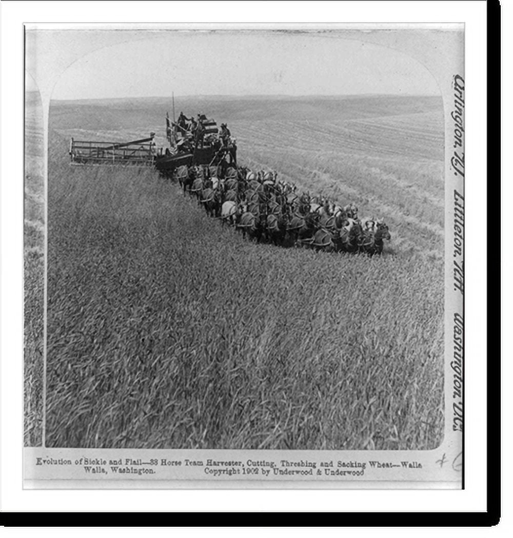 Historic Print, Evolution of sickle and flail - 33 horse team harvester ...