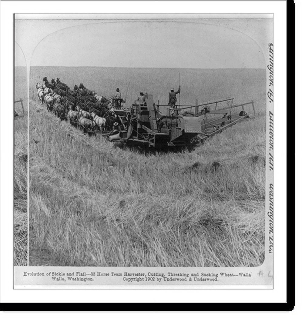 Historic Print, Evolution of sickle and flail - 33 horse team harvester ...