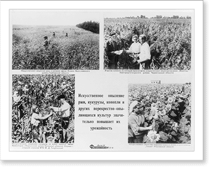Historic Print, [Examples of how artificial pollination of rye, corn ...