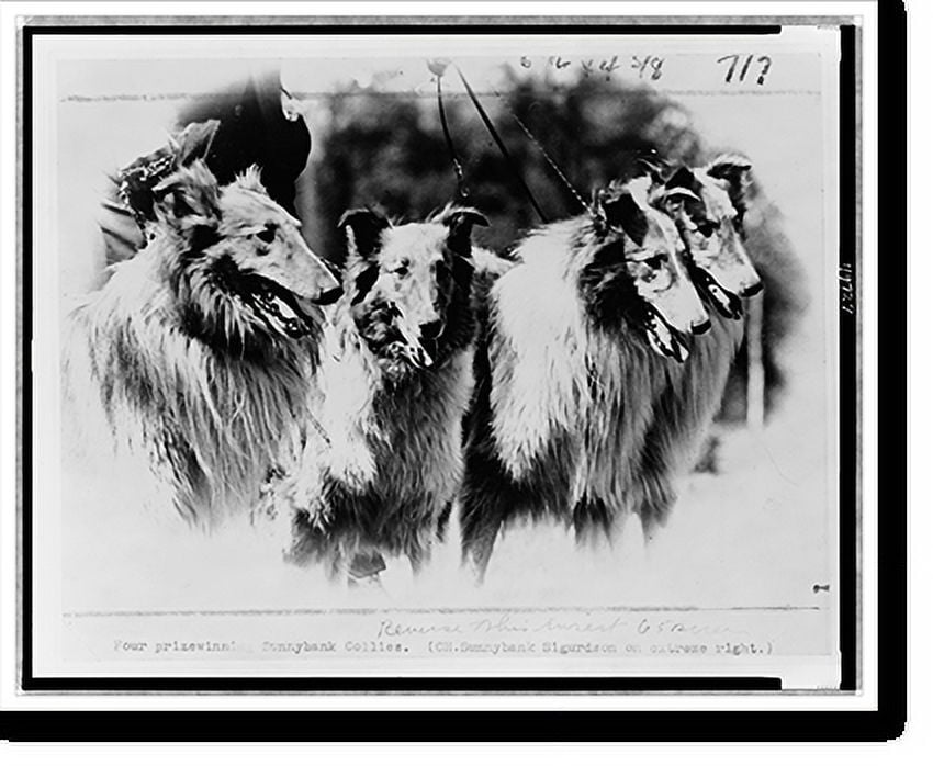 Historic Print, [Four prizewinning Sunnybank collies, with Champion ...