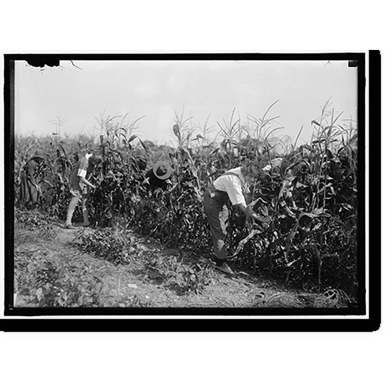Historic Print, GIRL SCOUTS. FARMERETTES HARVESTING CROPS - 13, 16" x ...