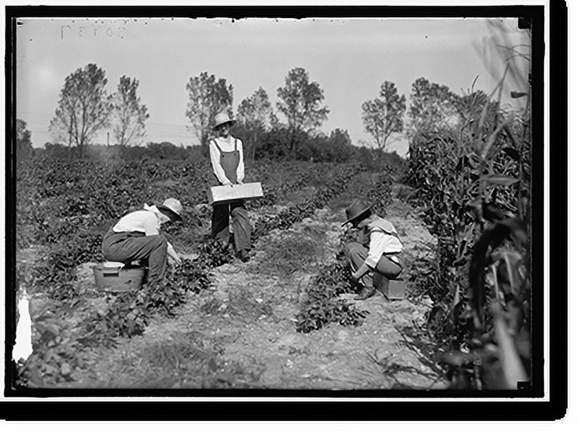 Historic Print, GIRL SCOUTS. FARMERETTES HARVESTING CROPS - 7, 16" x 20 ...