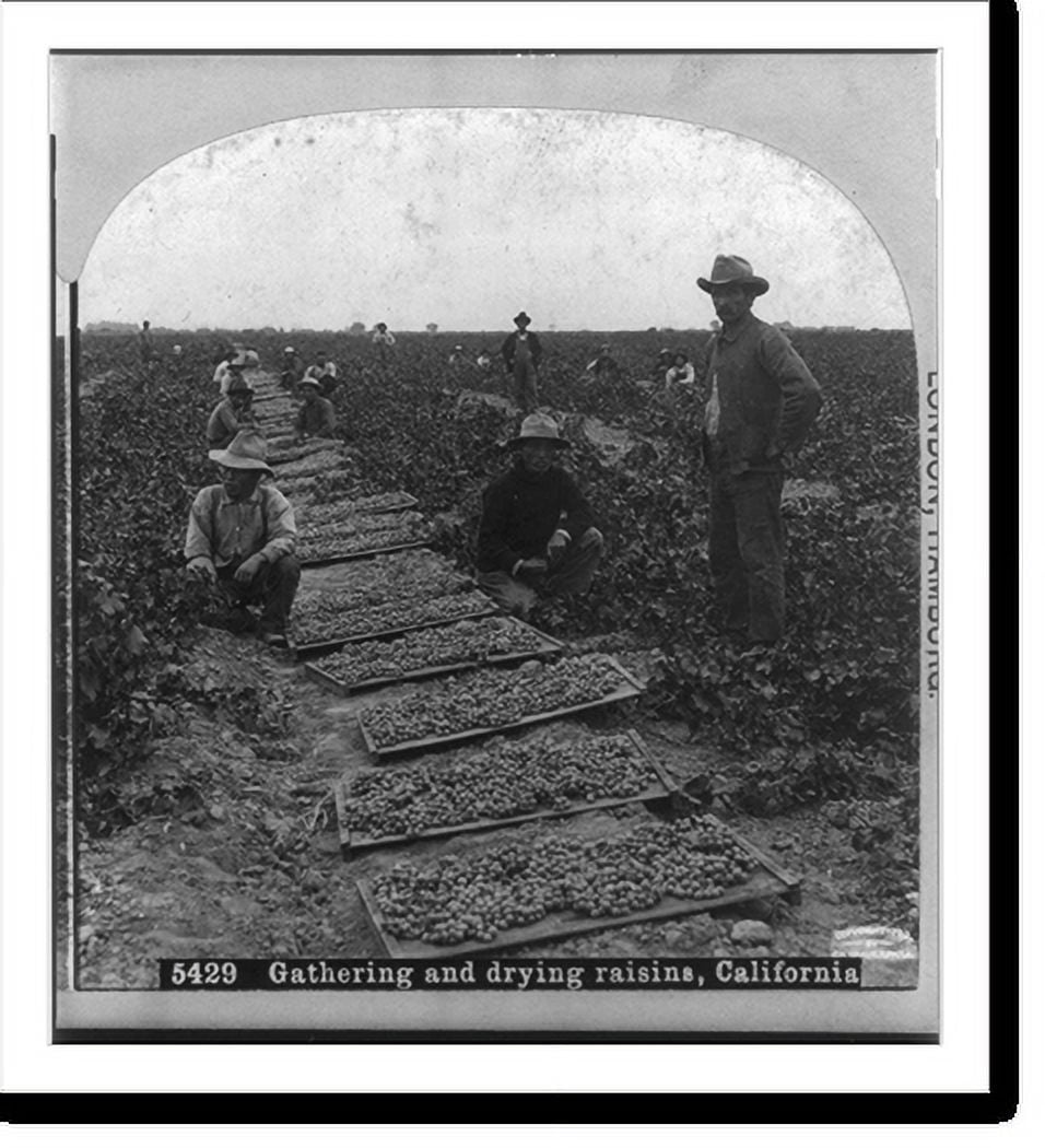 Historic Print, Gathering and drying raisins, California, 18" x 24 ...