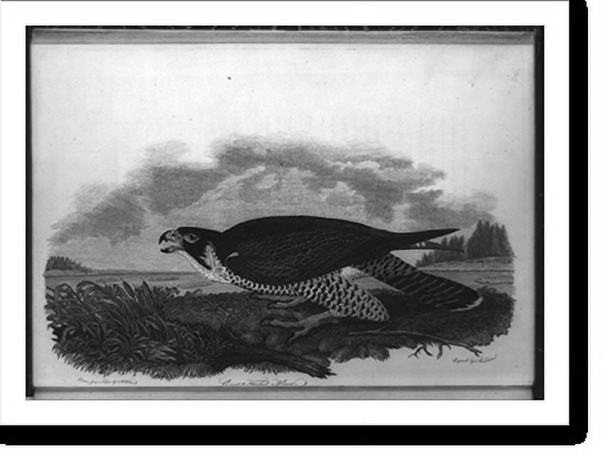 Historic Print, Great-footed hawk.drawn from nature by A. Wilson ...