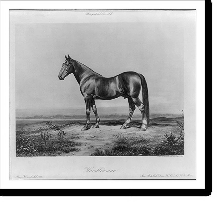 Historic Print, Hambletonian. Bay horse, foaled 1849. Sire Abdullah ...