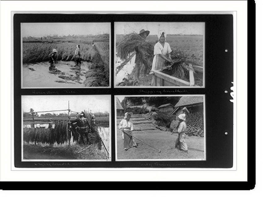 Historic Print, Harvesting rice; stripping kernelheads; drying ...