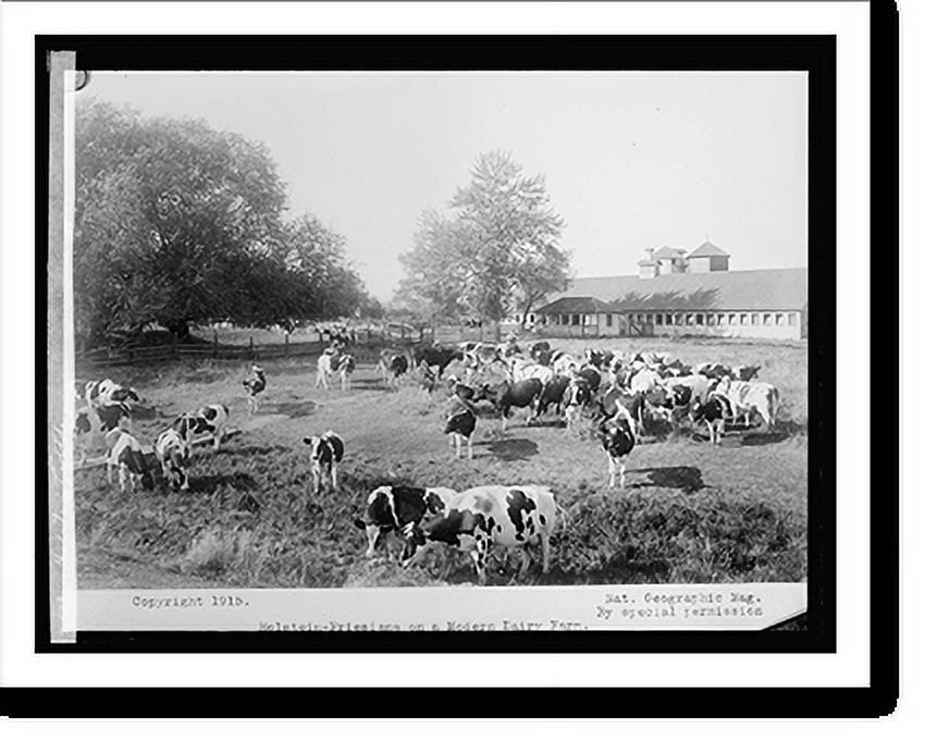 Historic Print, Holstein cattle, 16" x 20" - Walmart.com