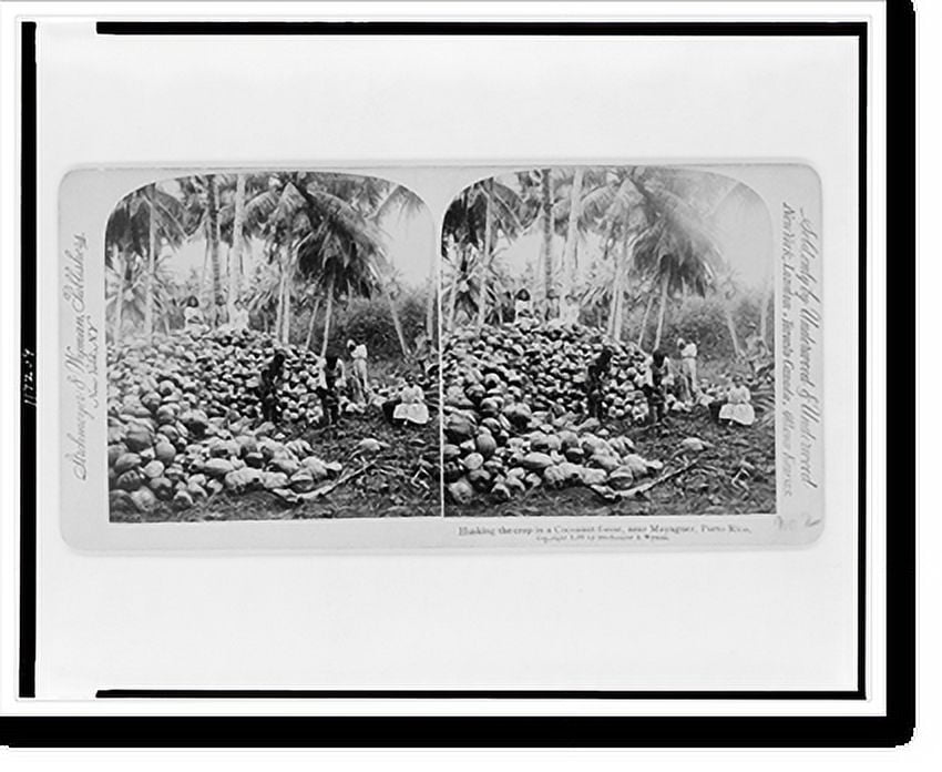 Historic Print, Husking the crop in a cocoanut [sic] forest, near ...