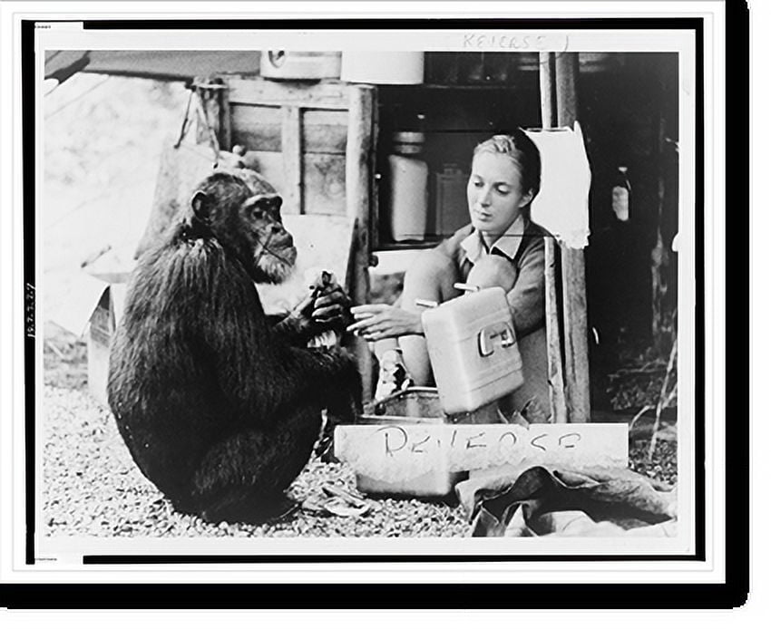 Historic Print, [Jane Goodall, crouched down, reaching out to ...