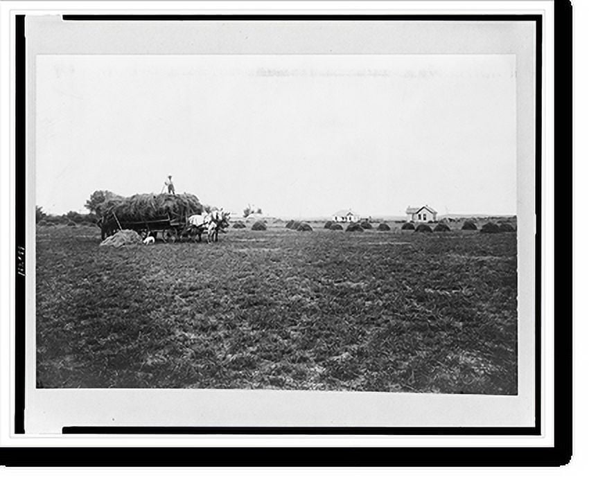 Historic Print, [Kansas field with man on hay cart, hay stacks and ...