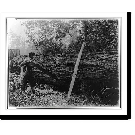 Historic Print, [Lumberjack sawing through giant log. Cascade Mountains ...