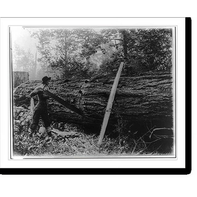 Historic Print, [Lumberjack sawing through giant log. Cascade Mountains ...