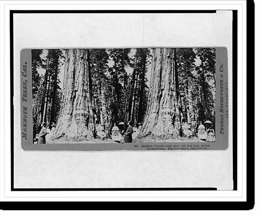 Historic Print, Mammoth trees, Cal. Abraham Lincoln, near view, 281 ...
