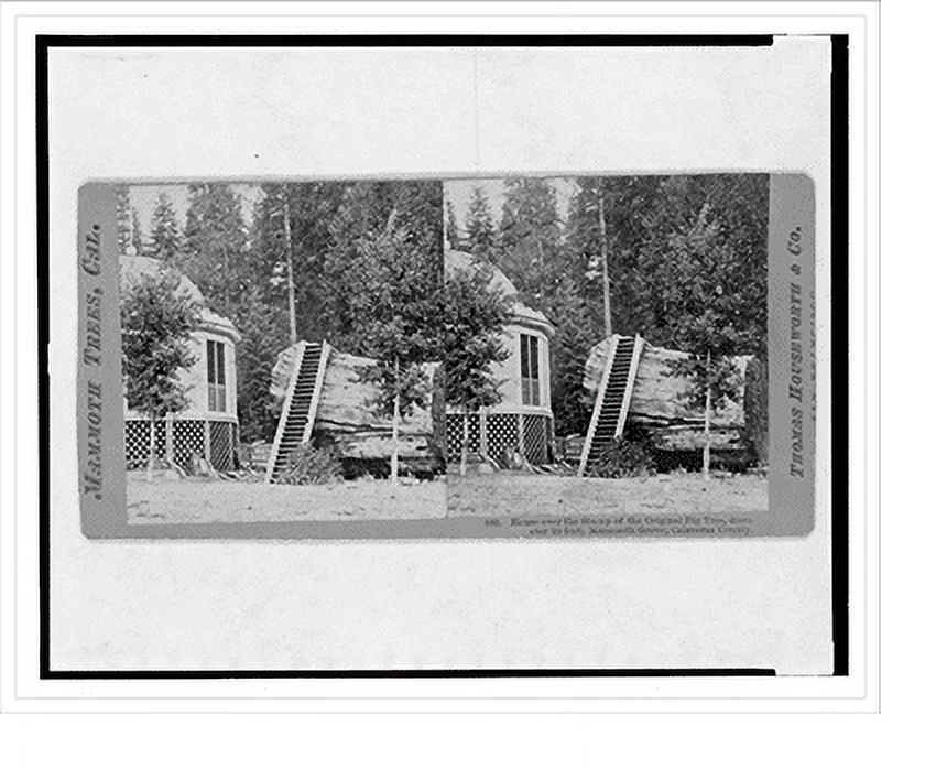 Historic Print, Mammoth trees, Cal. House over the stump of the ...