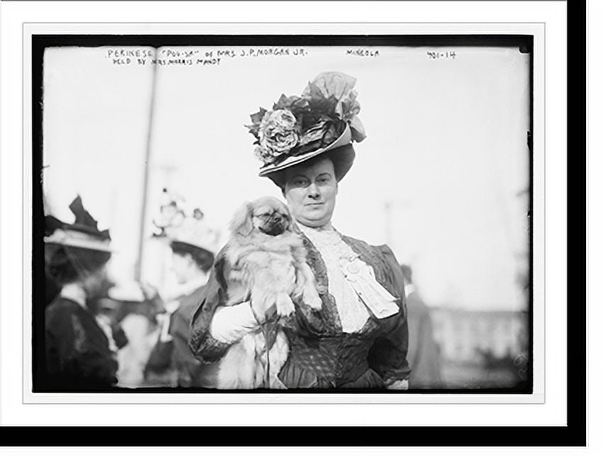 Historic Print, Mineola Dog Show, Pekinese "Pou-sa" belonging to Mrs. J ...