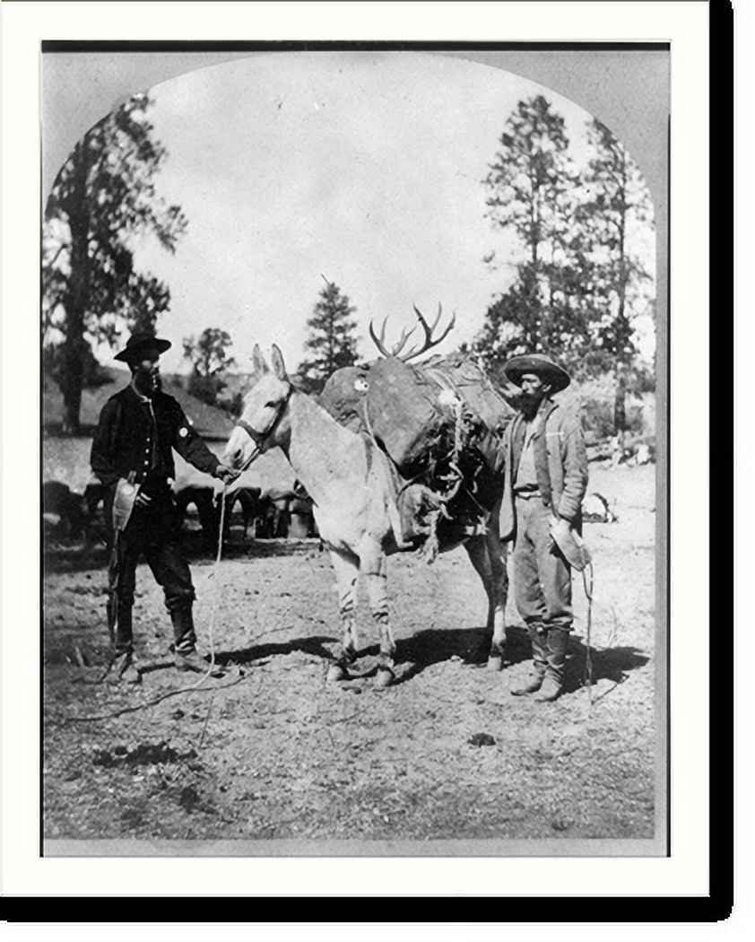 Historic Print, Mountain transportation. Pack mule, pack and packers ...