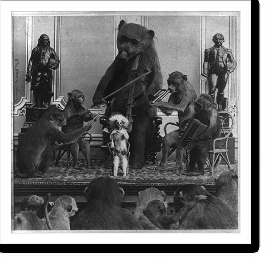 Historic Print, [Mounted animals: Monkeys playing musical instruments ...