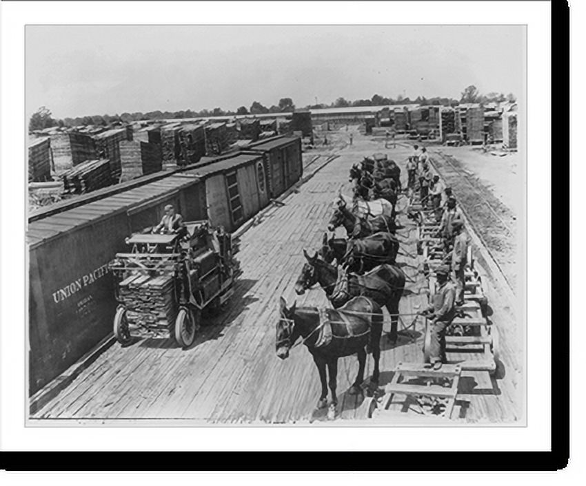 Historic Print, One Ross Carrier performing work of ten mules. Lamb ...