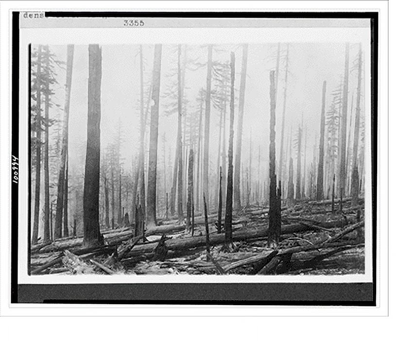 Historic Print, [Oregon National Forest. Effect of fire on an old burn ...