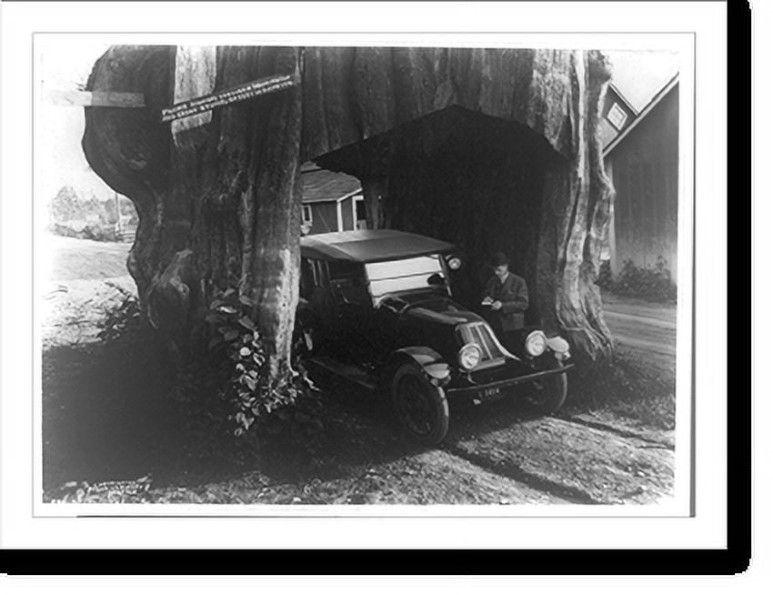 Historic Print, Pacific Highway through a Washington red cedar stump ...