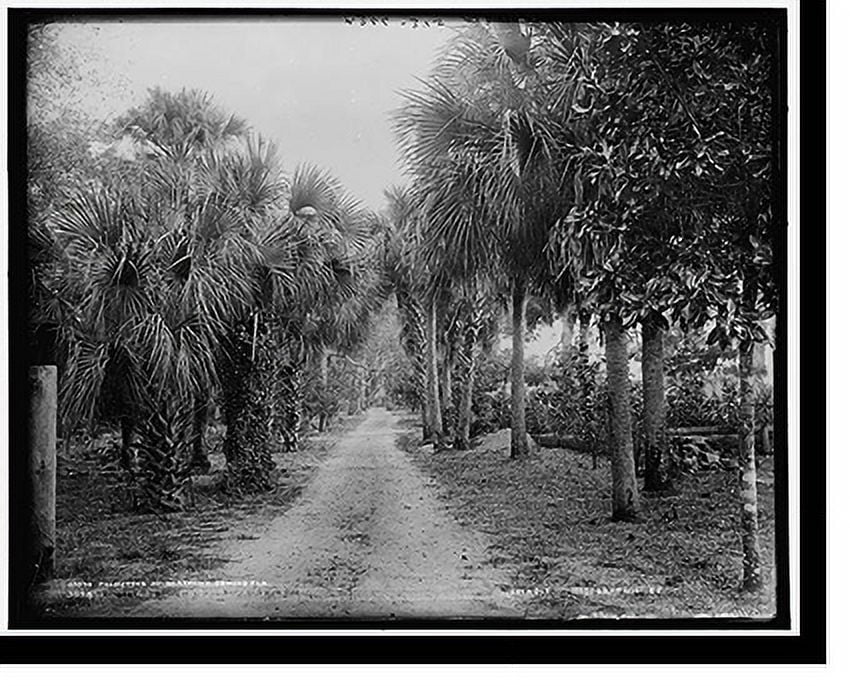 Historic Print, Palmettos at Bostrom's, Ormond, Fla., 18" x 24 ...