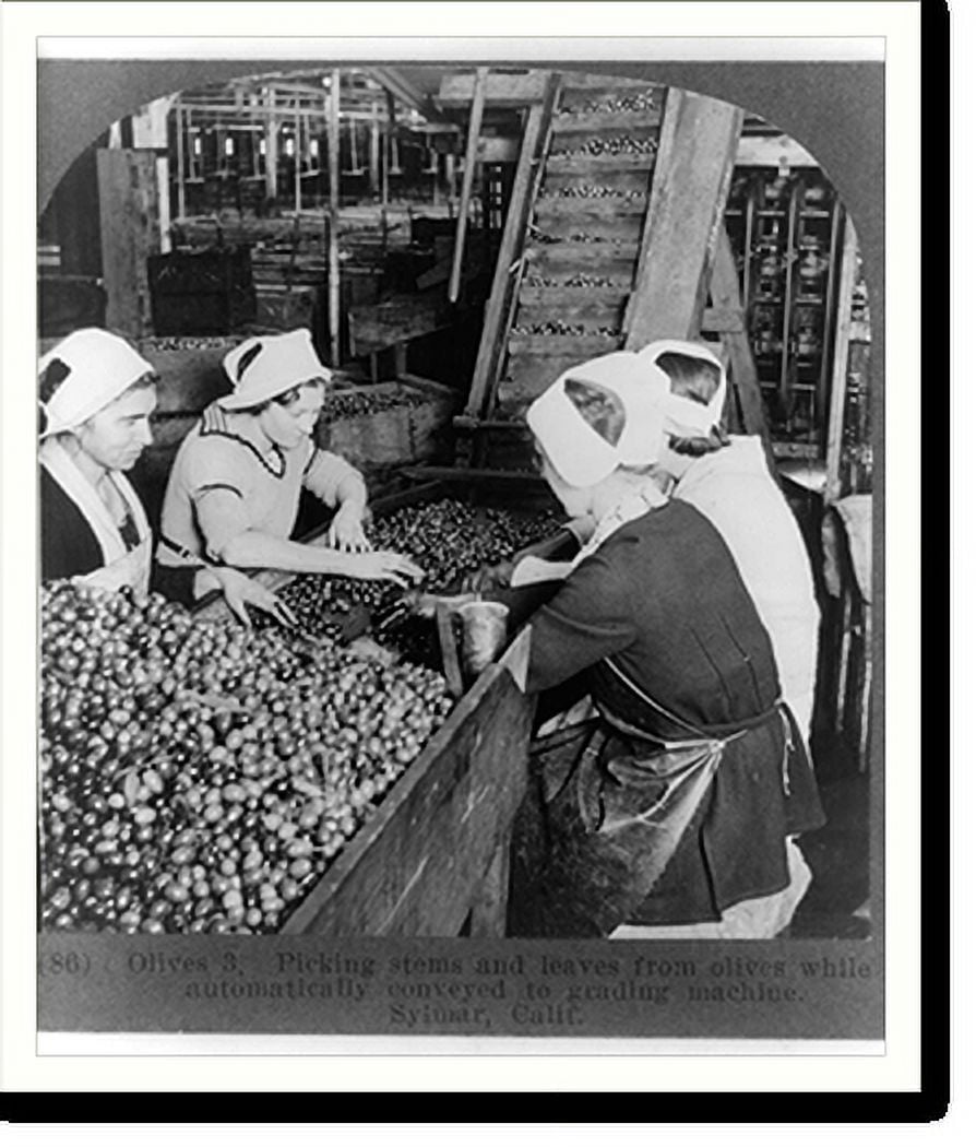 Historic Print, Picking stems and leaves from olives while ...