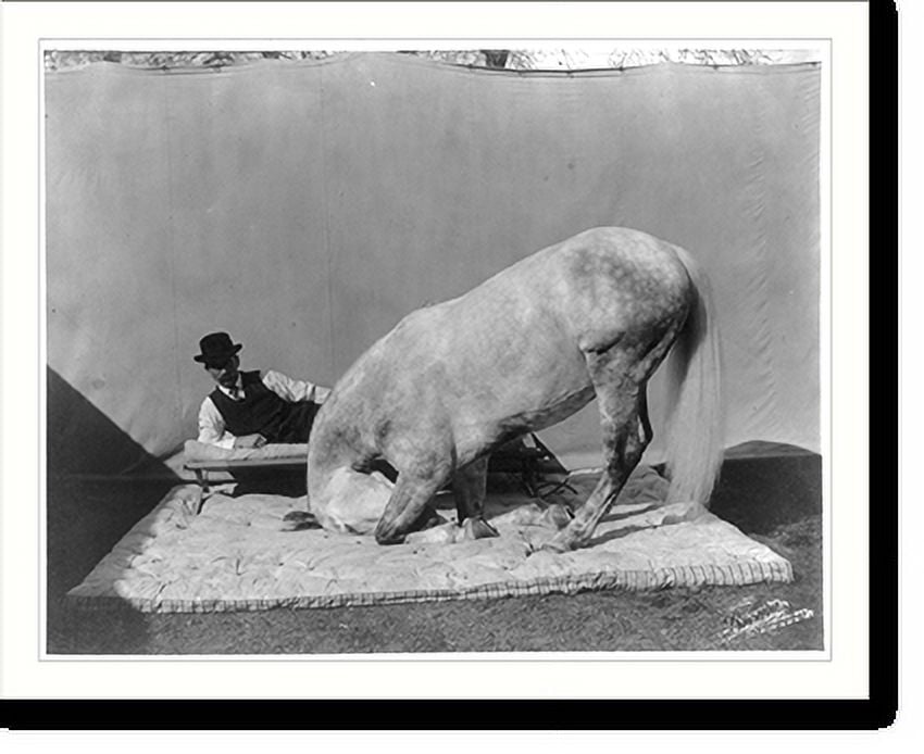 Historic Print, Prince Albert, Cuthbertson's famous educated horse, 16 ...