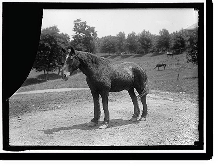 Historic Print, RODNEY, ARMY HORSE IN CUBAN WAR. RETIRED AT FORT MYER ...