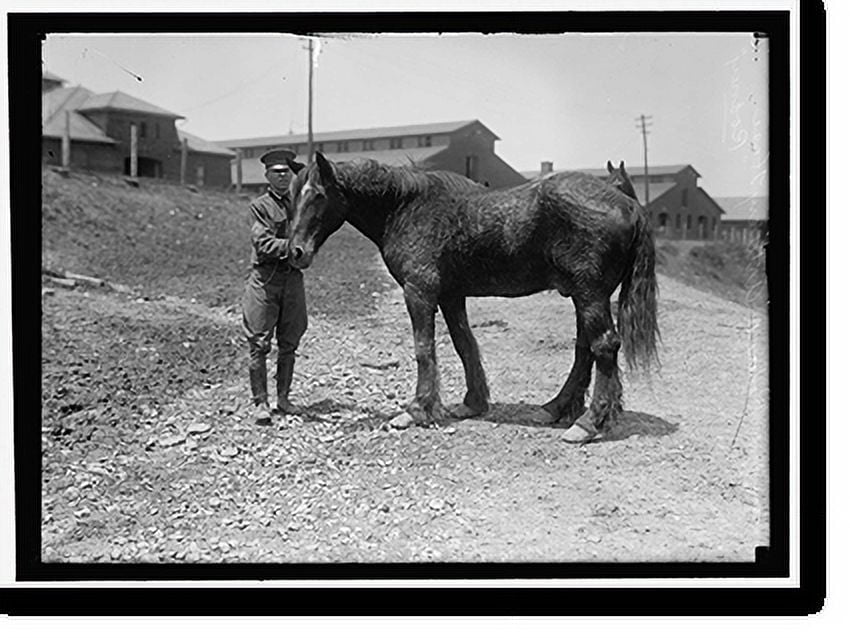 Historic Print, RODNEY, RETIRED MILITARY HORSE, 18" x 24" - Walmart.com