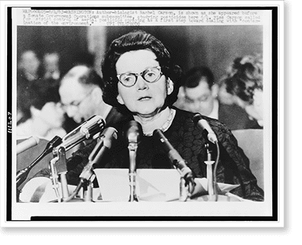 Historic Print, [Rachel Carson, head-and-shoulders portrait, speaking ...