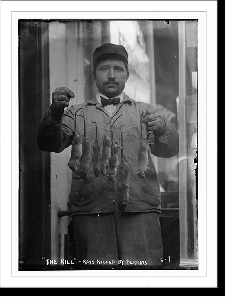 Historic Print, Rat catcher holding string of rats killed by ferrets ...