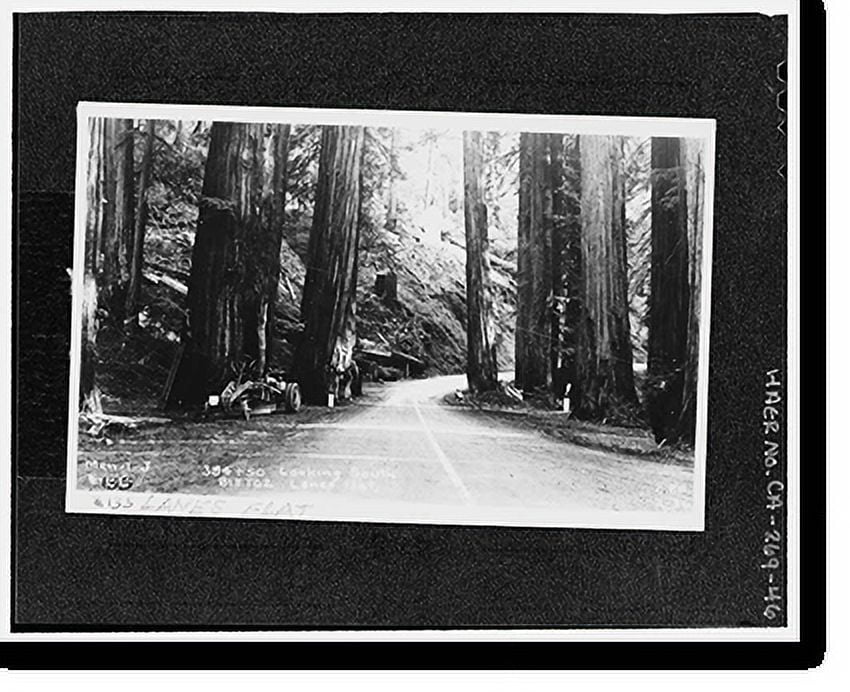 Historic Print, Redwood National & State Parks Roads, California coast ...