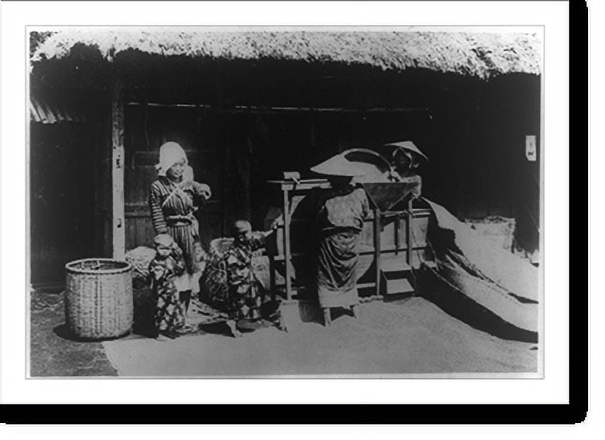 Historic Print, Rice culture in Japan: Winnowing of rice with hand and ...