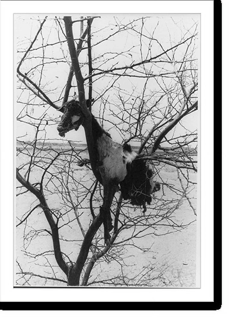 Historic Print, [Sahelian zone of West Africa, 1973: carcass of goat ...