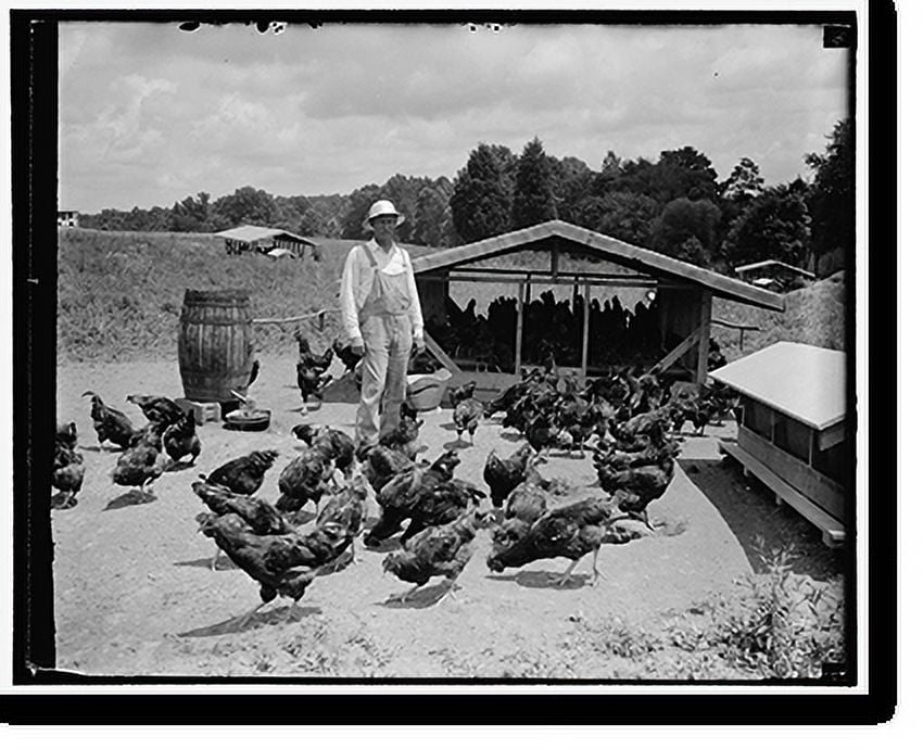 Historic Print, Sam Rice, former Washington ball player on his farm, 16 ...