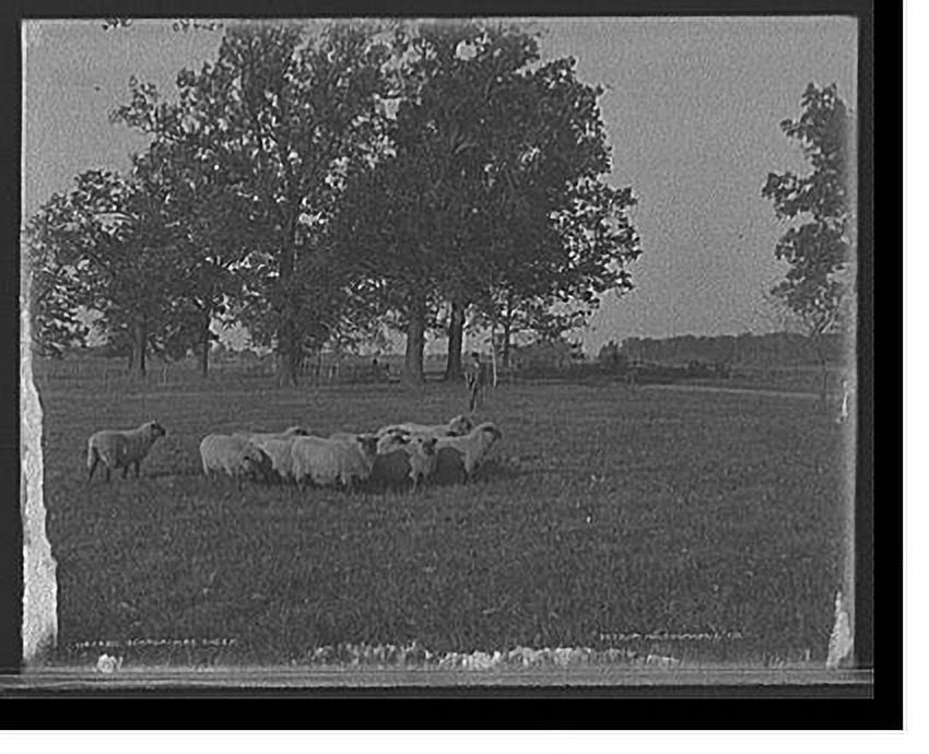 Historic Print, Schropshire [i.e. Shropshire] sheep, 16" x 20 ...