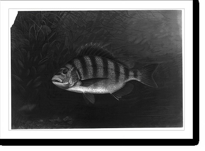 Historic Print, [Sheepshead], 18" x 24" - Walmart.com