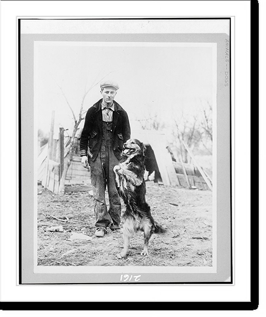 Historic Print, [Shep" a collie dog which chewed off his front legs ...