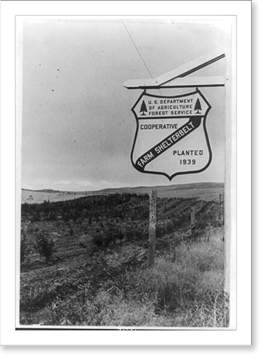 Historic Print, [Sign of the Farm Shelterbelt, a belt of trees grown ...