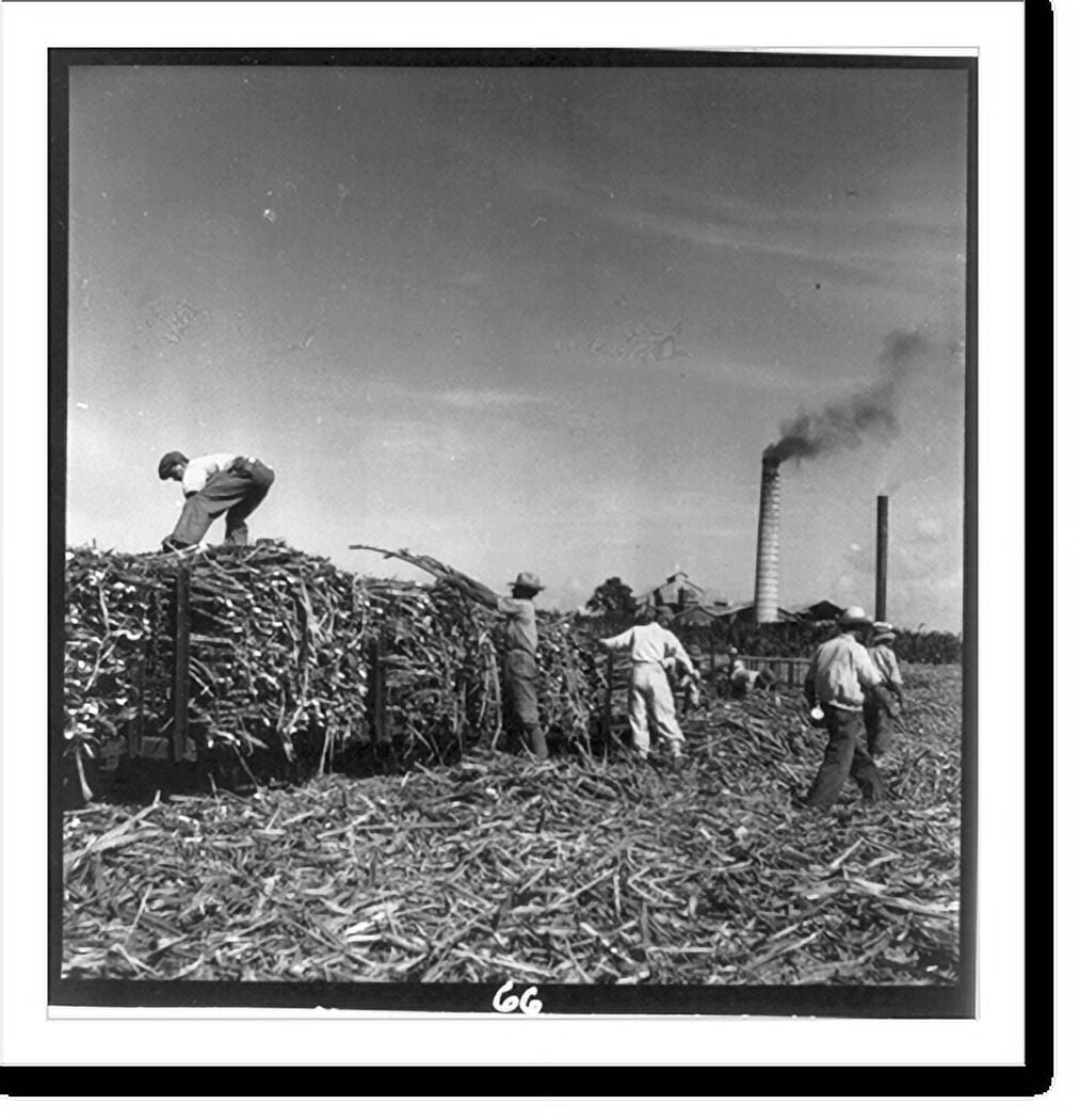 Historic Print, [Stacking sugar cane on rail cars, Puerto Rico], 18" x ...