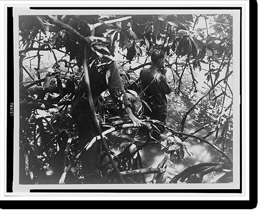 Historic Print, Standing knee deep in salt water under the branches of ...